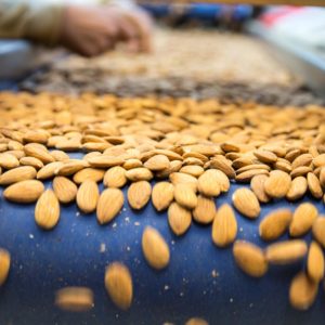 Australian Almond Position Report - September 2024 - Australian Almonds