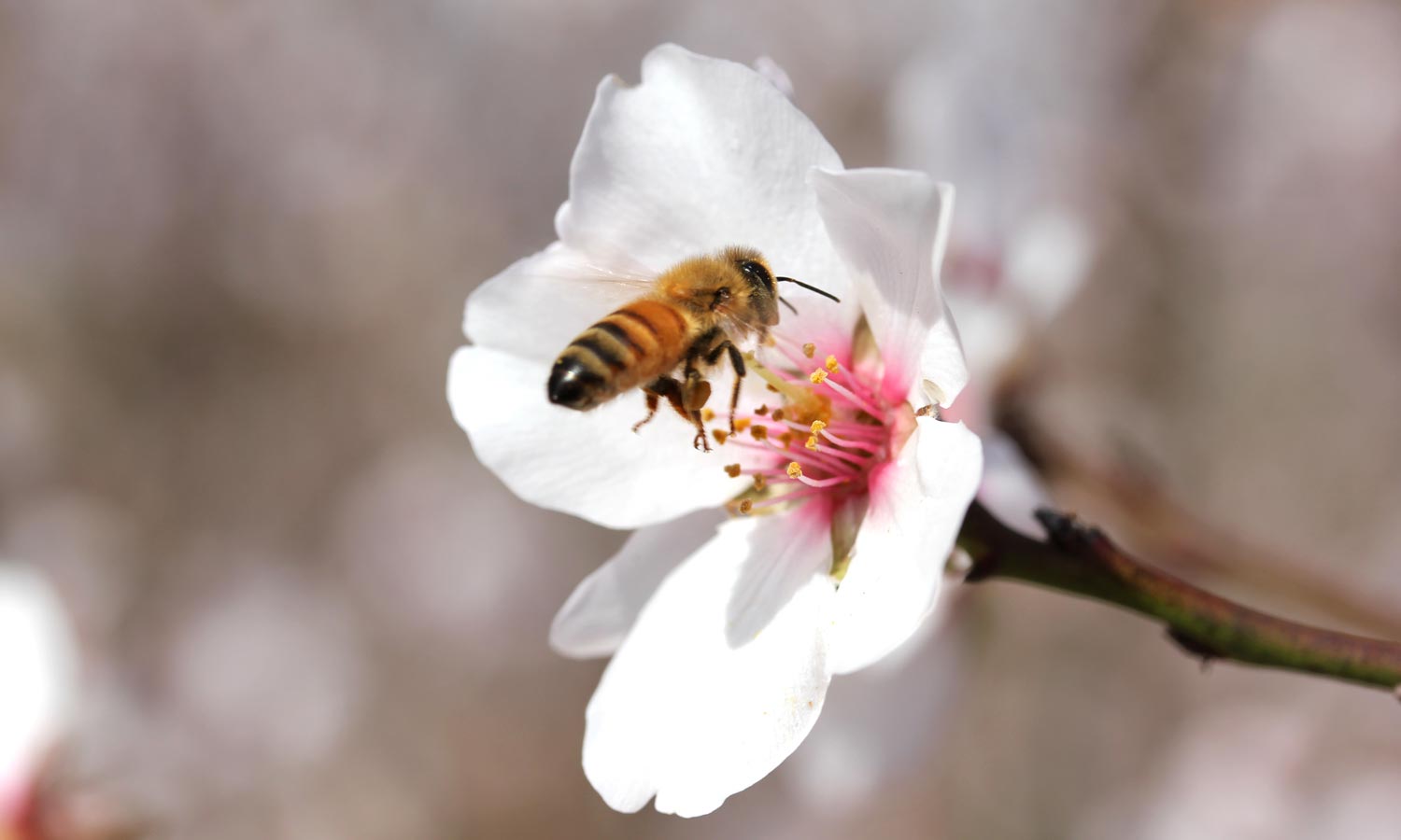 Pollination - Australian Almonds