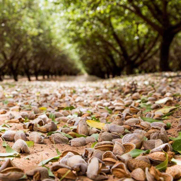 Australian Almond Position Report - February 2024 - Australian Almonds