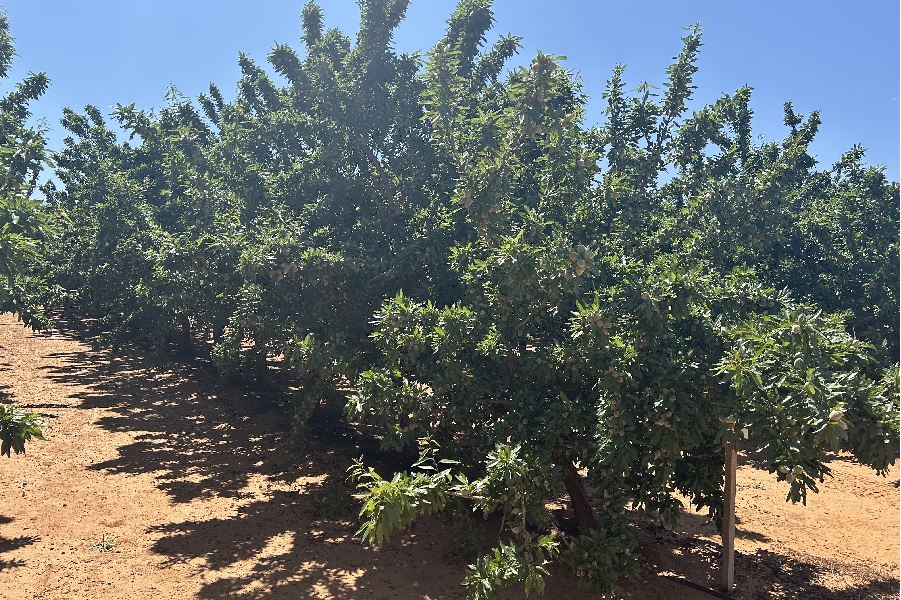Intensification in almonds: project update and field walk - Australian ...
